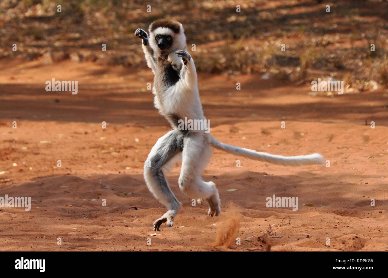 Hopping sifaka hi-res stock photography and images - Alamy