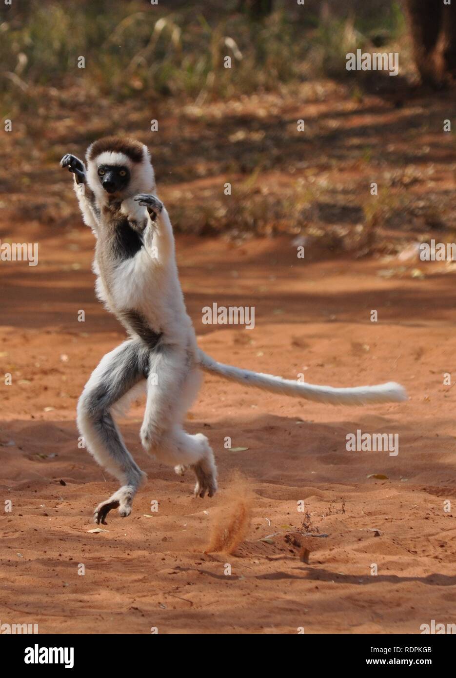 Hopping sifaka hi-res stock photography and images - Alamy