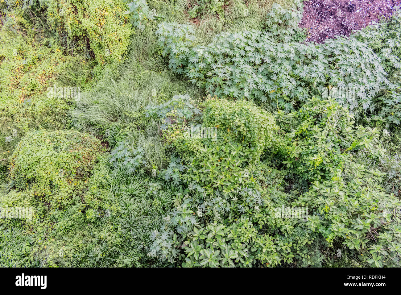 various types of shrubs & bushes close view with greenery leaves after ...