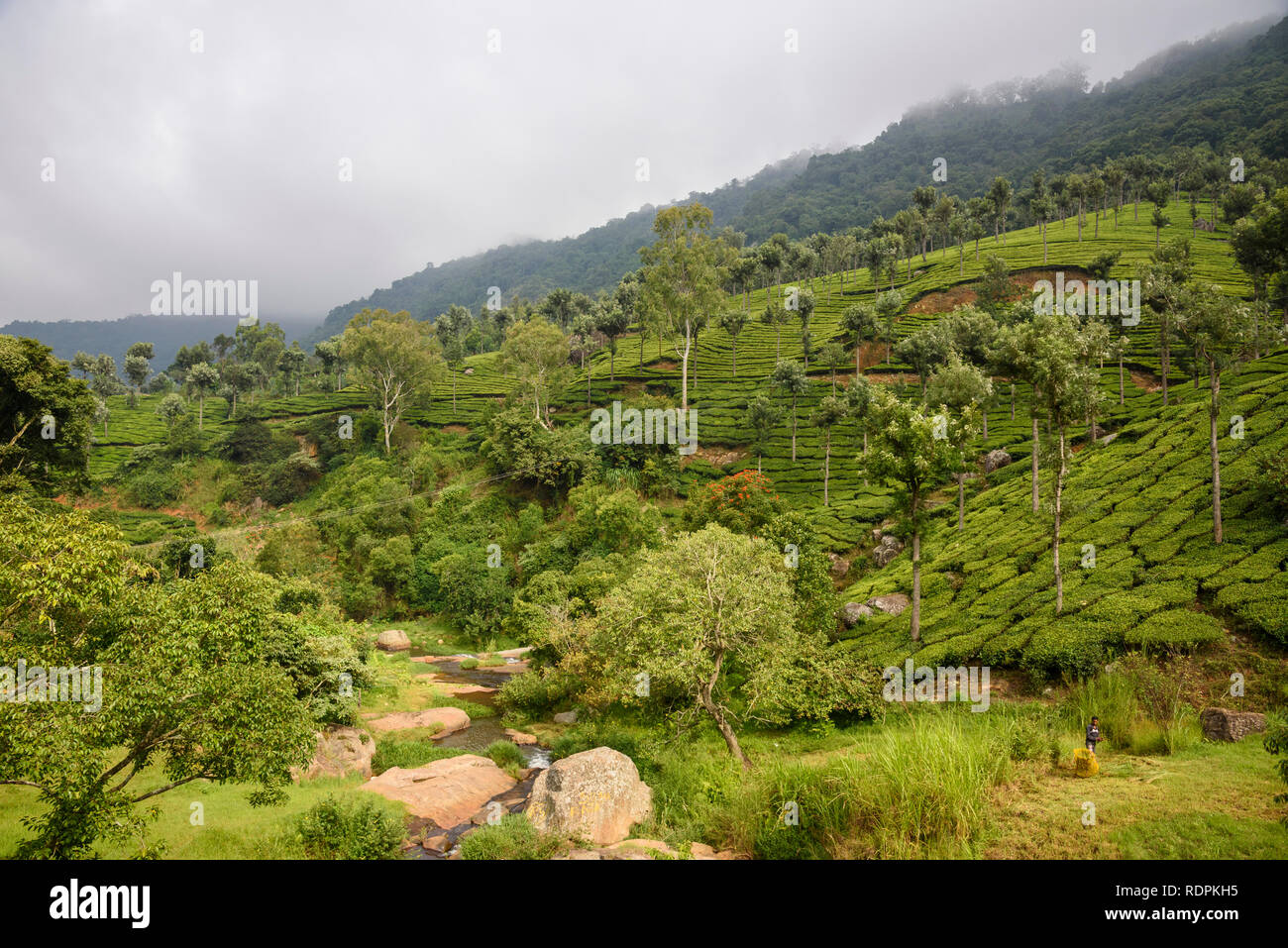 Tamil nadu india mountains rainforest hi-res stock photography and ...