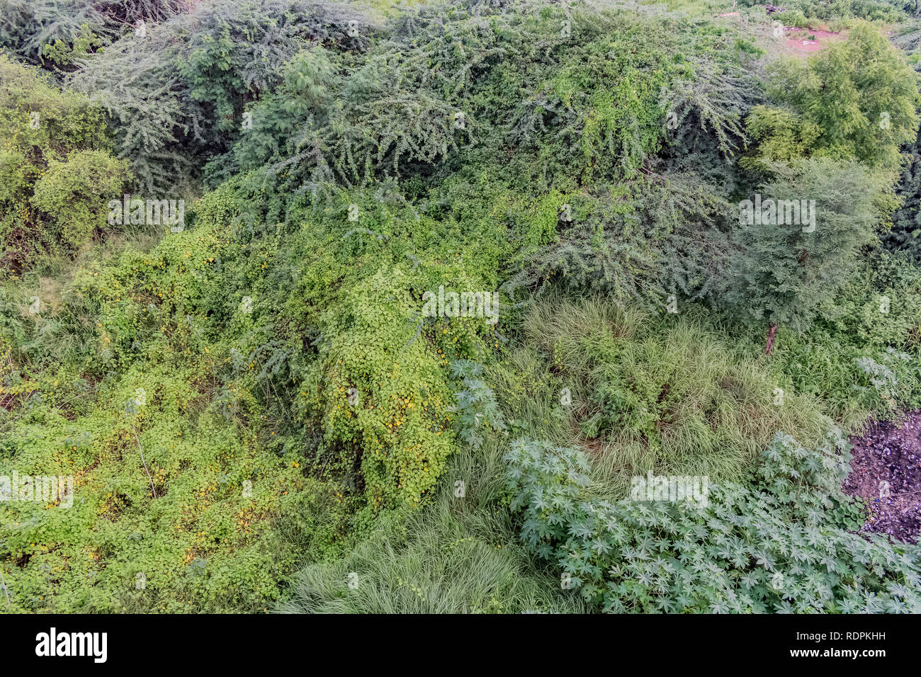 various types of shrubs & bushes close view with greenery leaves after ...