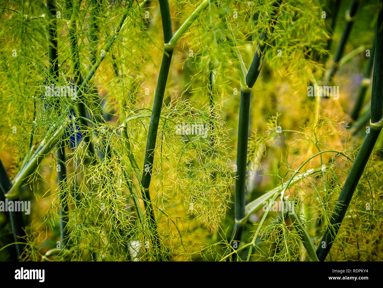 Intricate growth patterns hi-res stock photography and images - Alamy