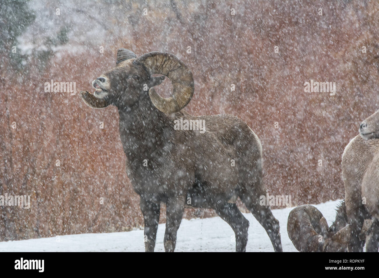 Rocky Mountain Big-horned Sheep (Ovis canadensis canadensis) from ...
