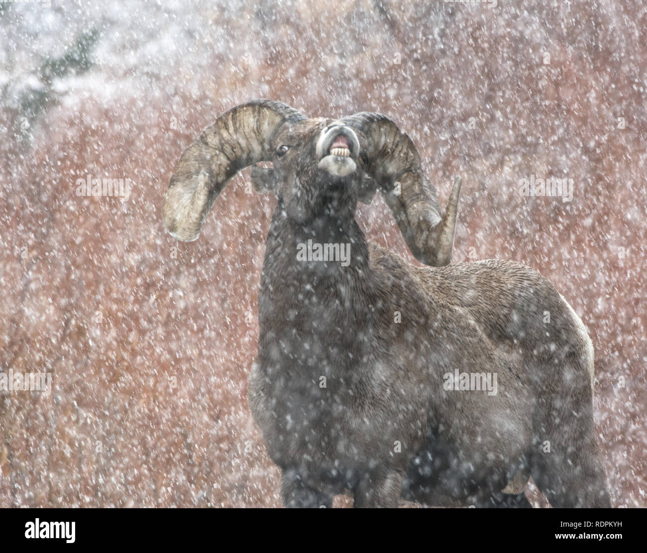 Rocky Mountain Big-horned Sheep (Ovis canadensis canadensis) from ...