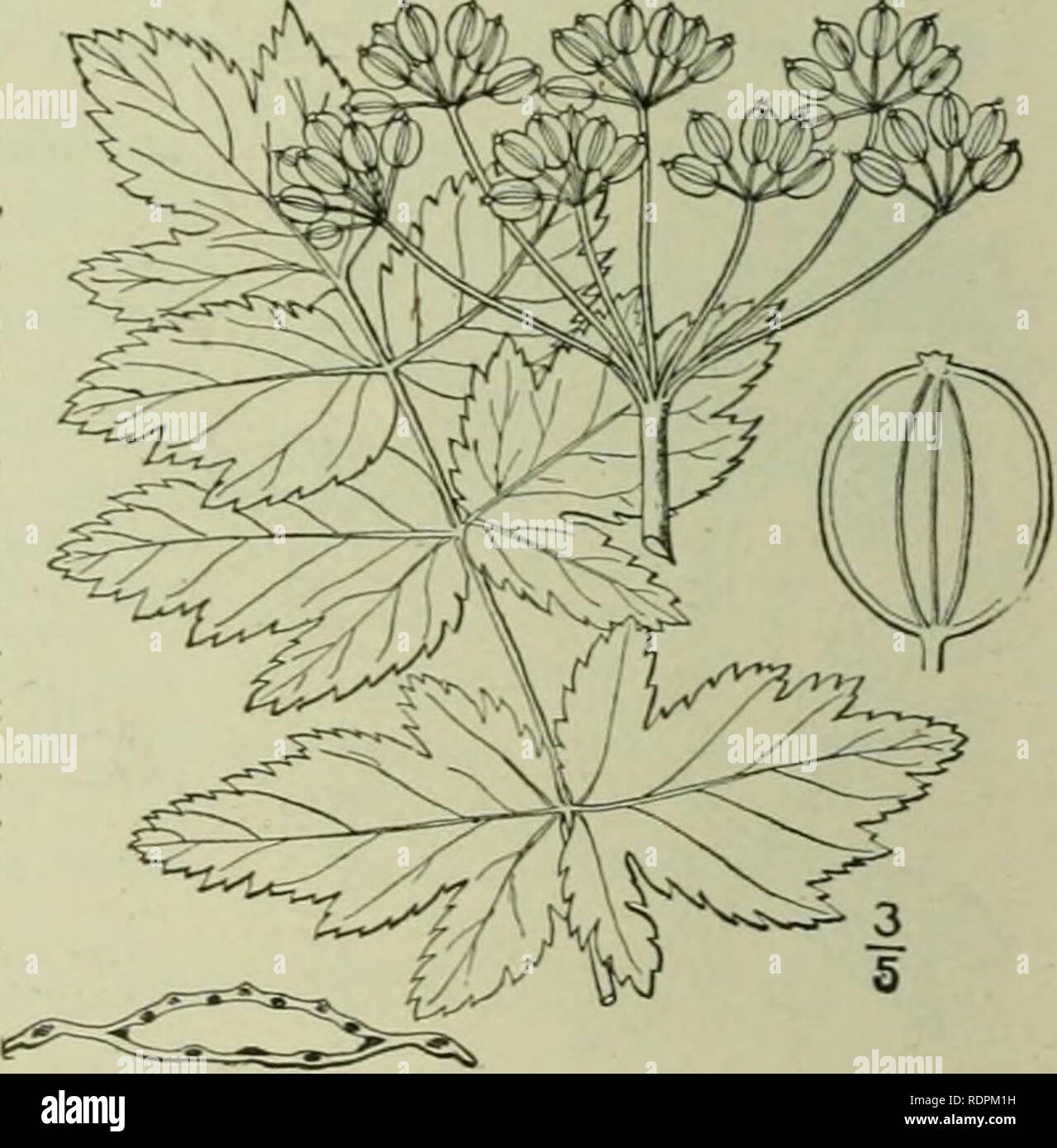 . An illustrated flora of the northern United States, Canada and the ...