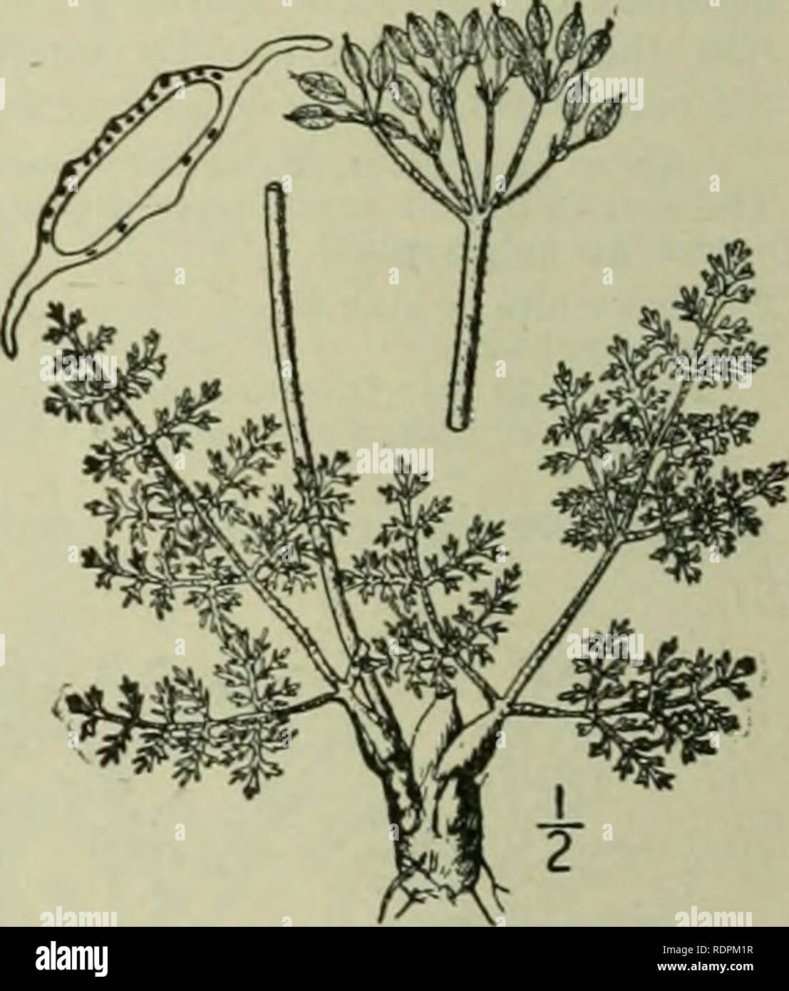 . An illustrated flora of the northern United States, Canada and the ...