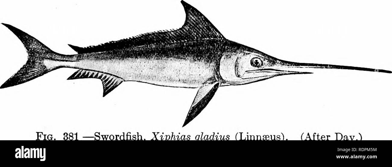 Swordfish Diagram