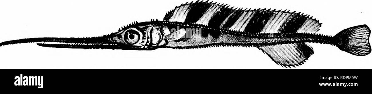 Large sail like dorsal fin hi-res stock photography and images - Alamy