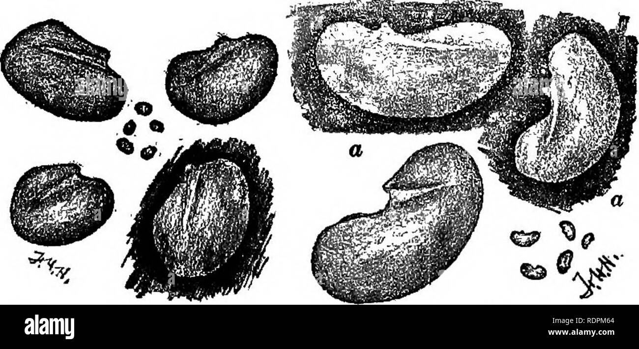 Kidney shaped seeds Black and White Stock Photos & Images - Alamy