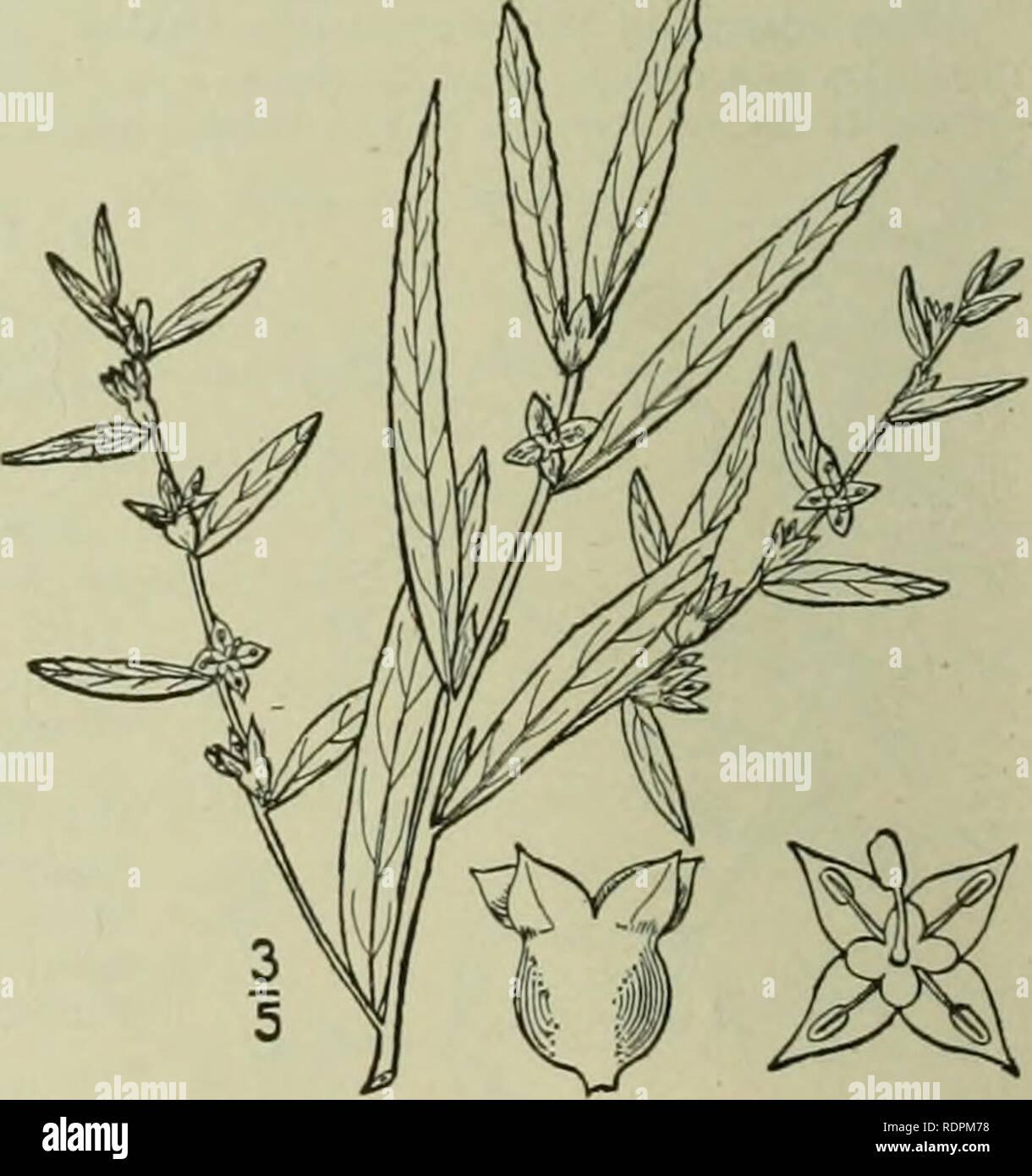 Lanceolate to oblanceolate leaves hi-res stock photography and images ...