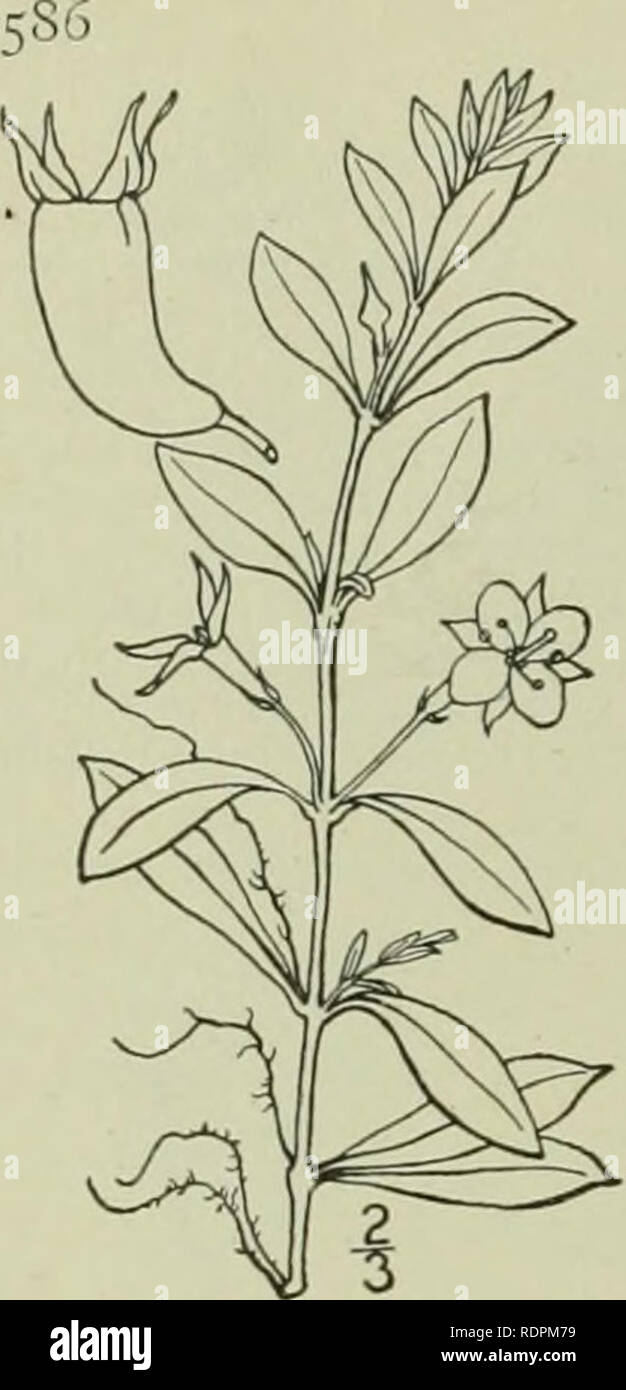 Lanceolate to oblanceolate leaves hi-res stock photography and images ...