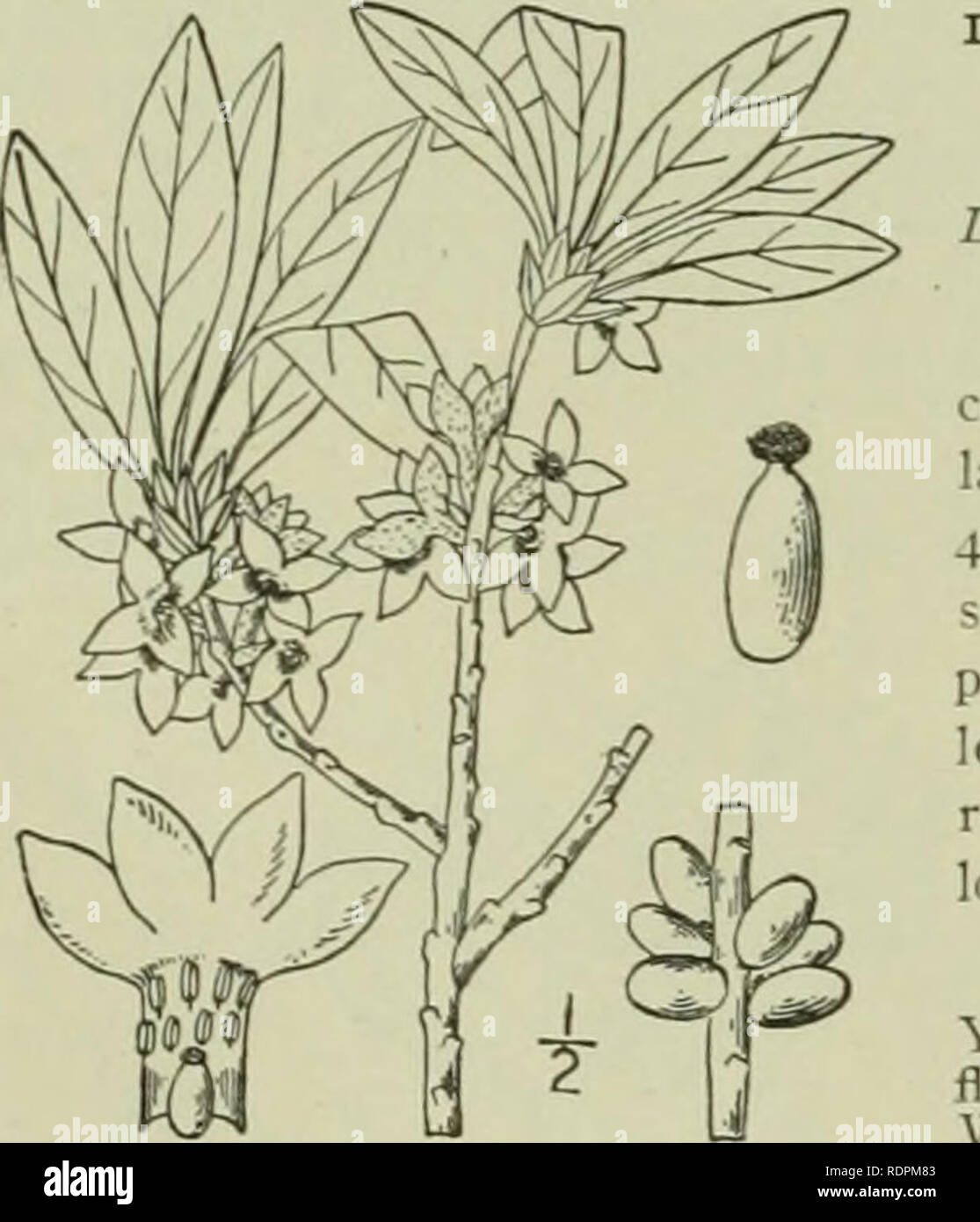 Thymeleaceae hi-res stock photography and images - Alamy