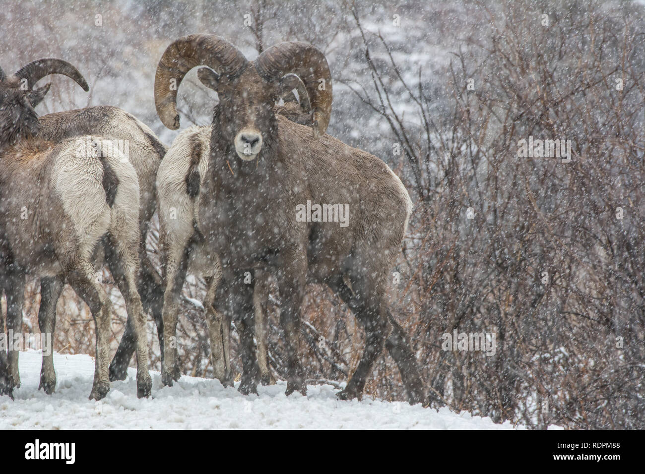 Rocky Mountain Big-horned Sheep (Ovis canadensis canadensis) from Jefferson County, Colorado ...