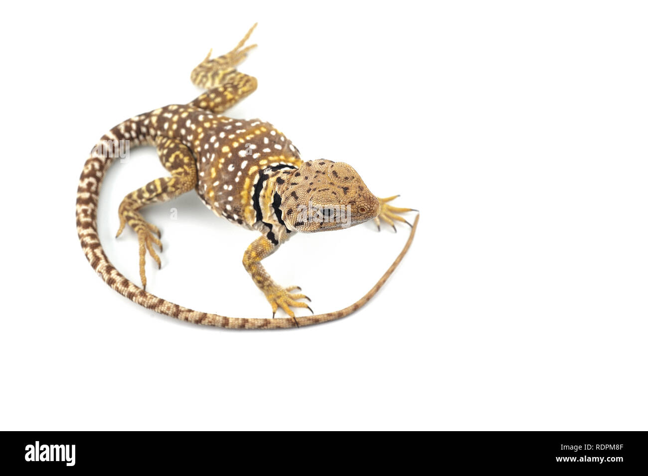 The common collared lizard isolated on white background Stock Photo - Alamy