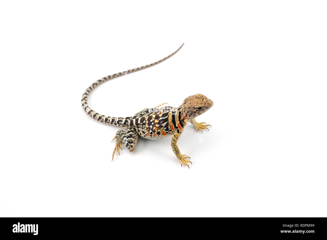 The common collared lizard isolated on white background Stock Photo - Alamy