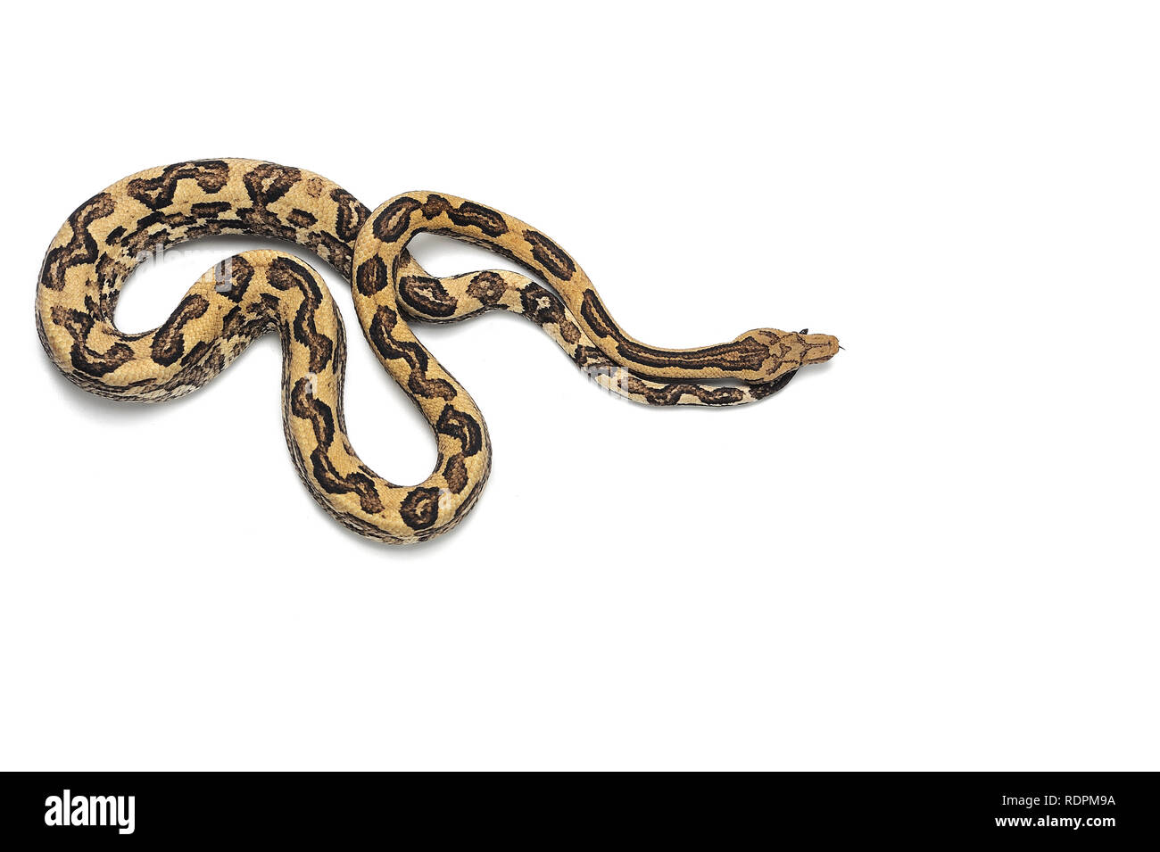 The viper boa isolated on white background Stock Photo - Alamy