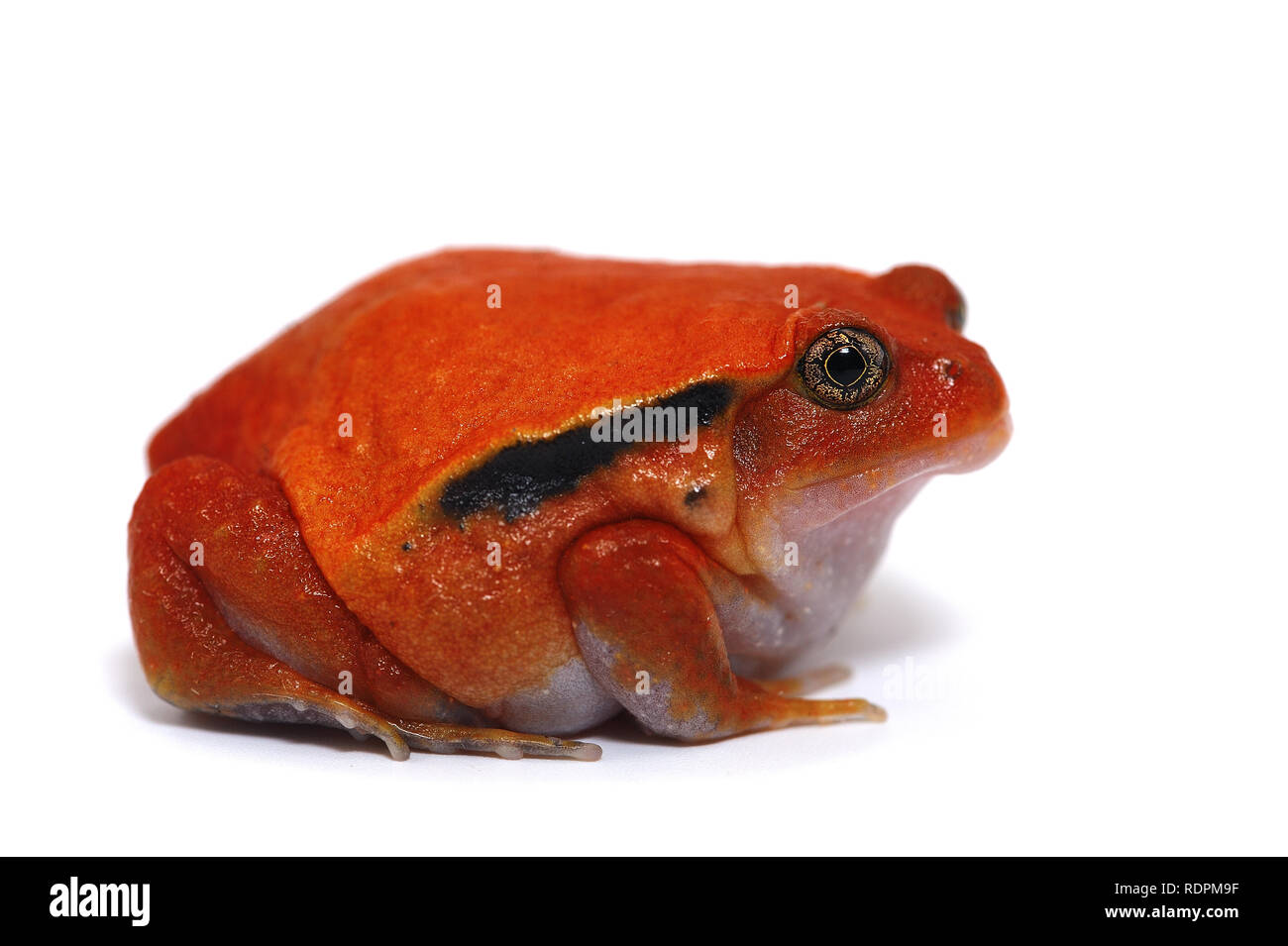Red tomato frog isolated on white background Stock Photo - Alamy