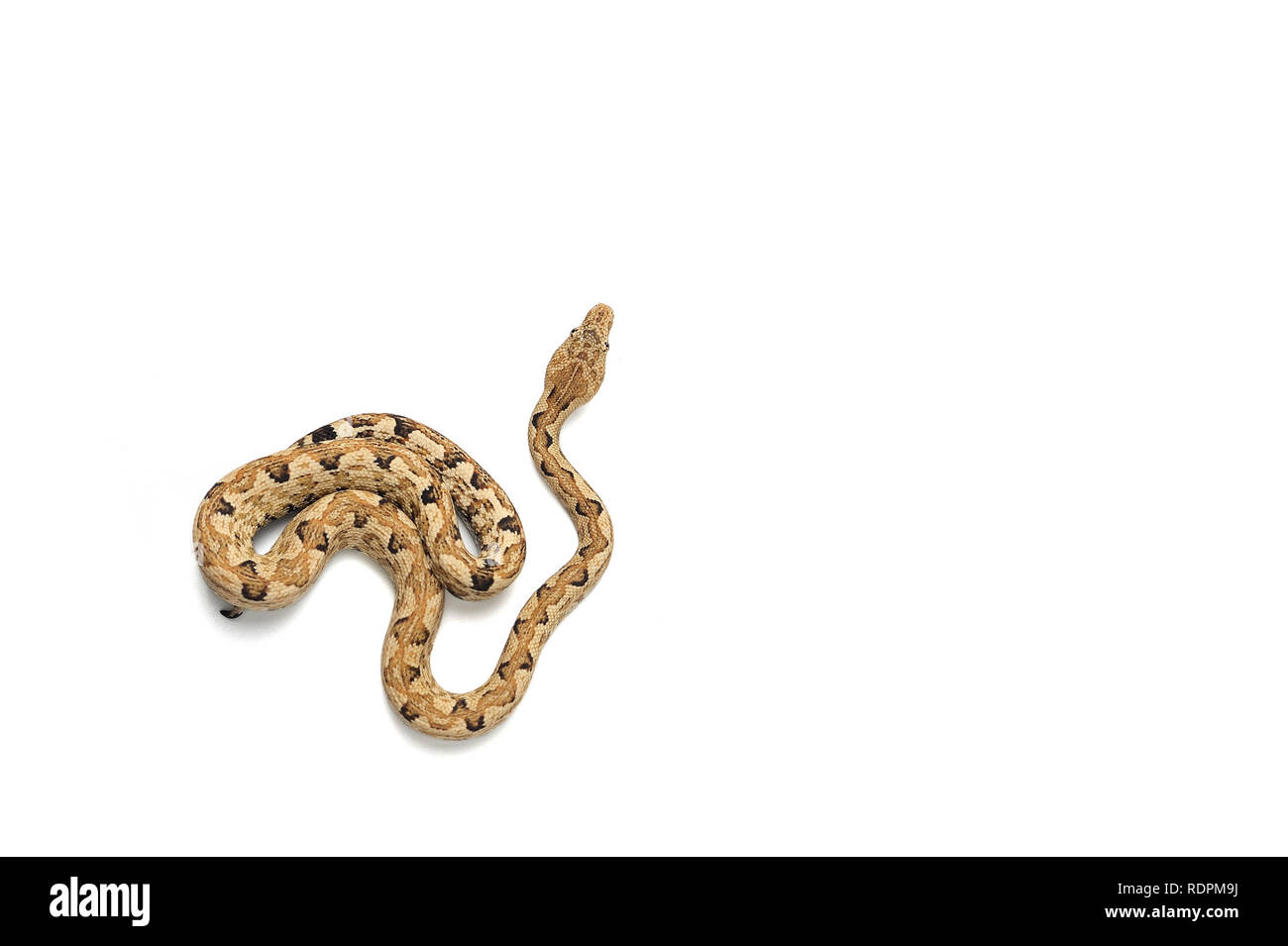 The viper boa isolated on white background Stock Photo - Alamy