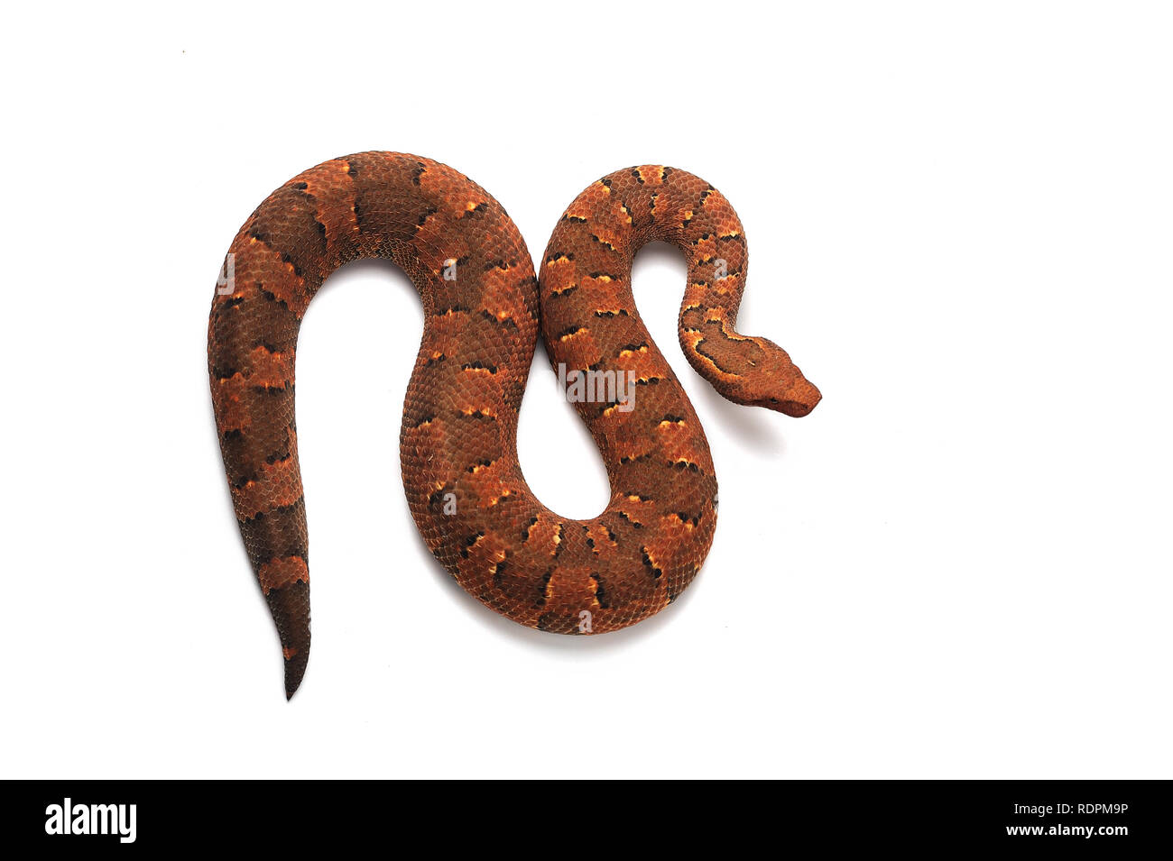 The viper boa isolated on white background Stock Photo - Alamy