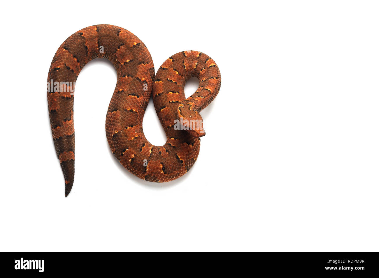 The viper boa isolated on white background Stock Photo - Alamy