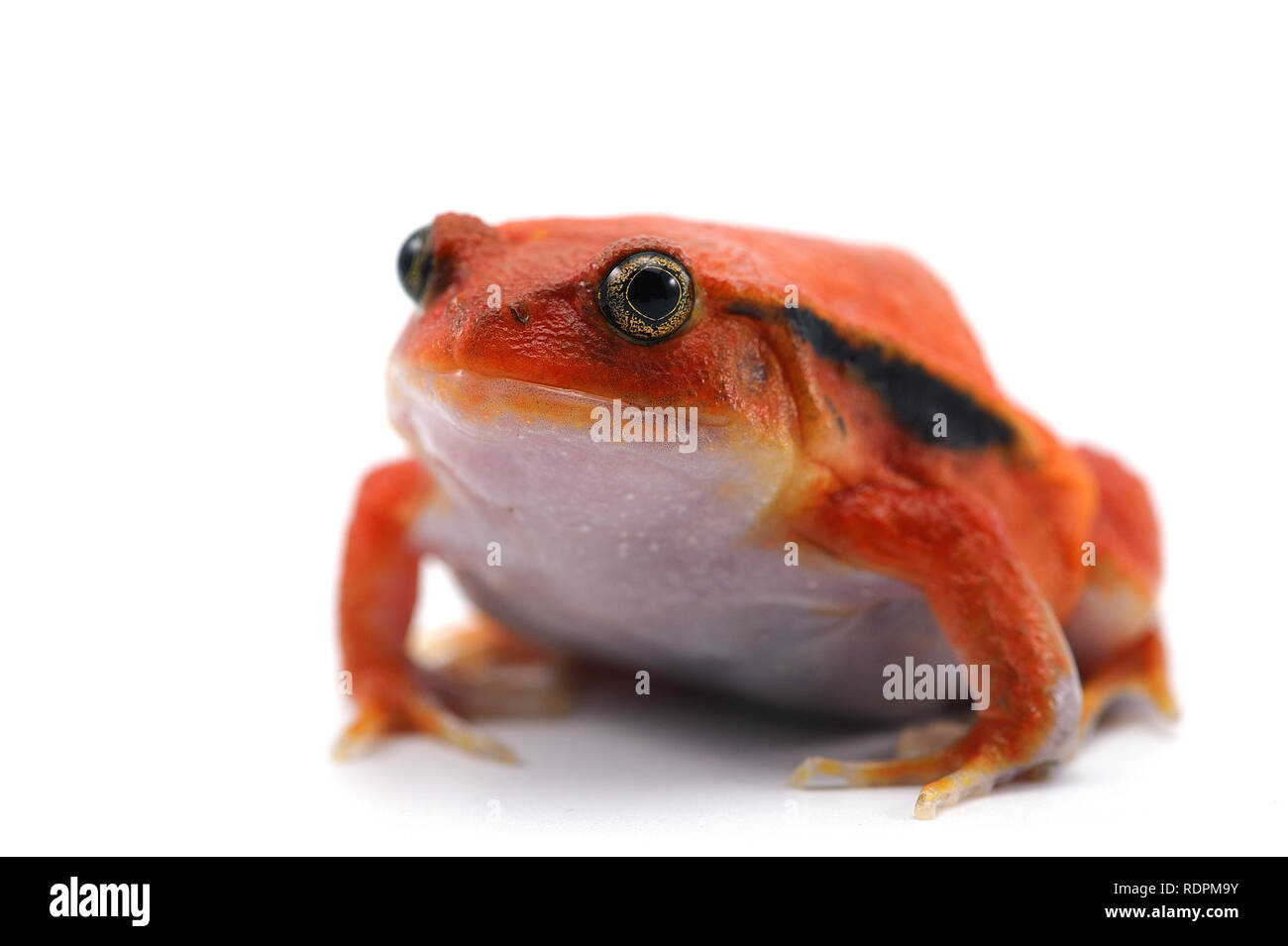 Red tomato frog isolated on white background Stock Photo - Alamy
