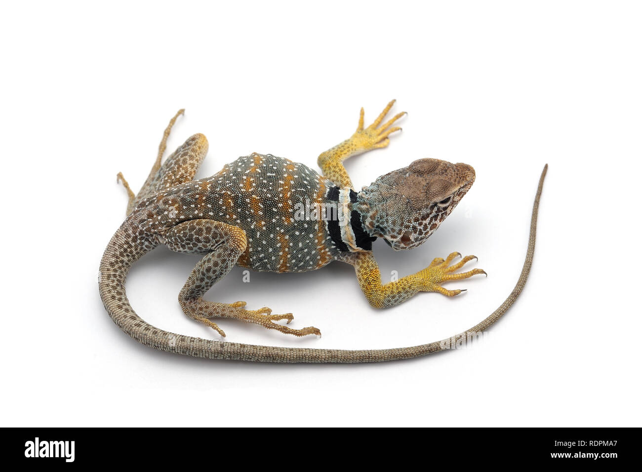 The common collared lizard isolated on white background Stock Photo - Alamy