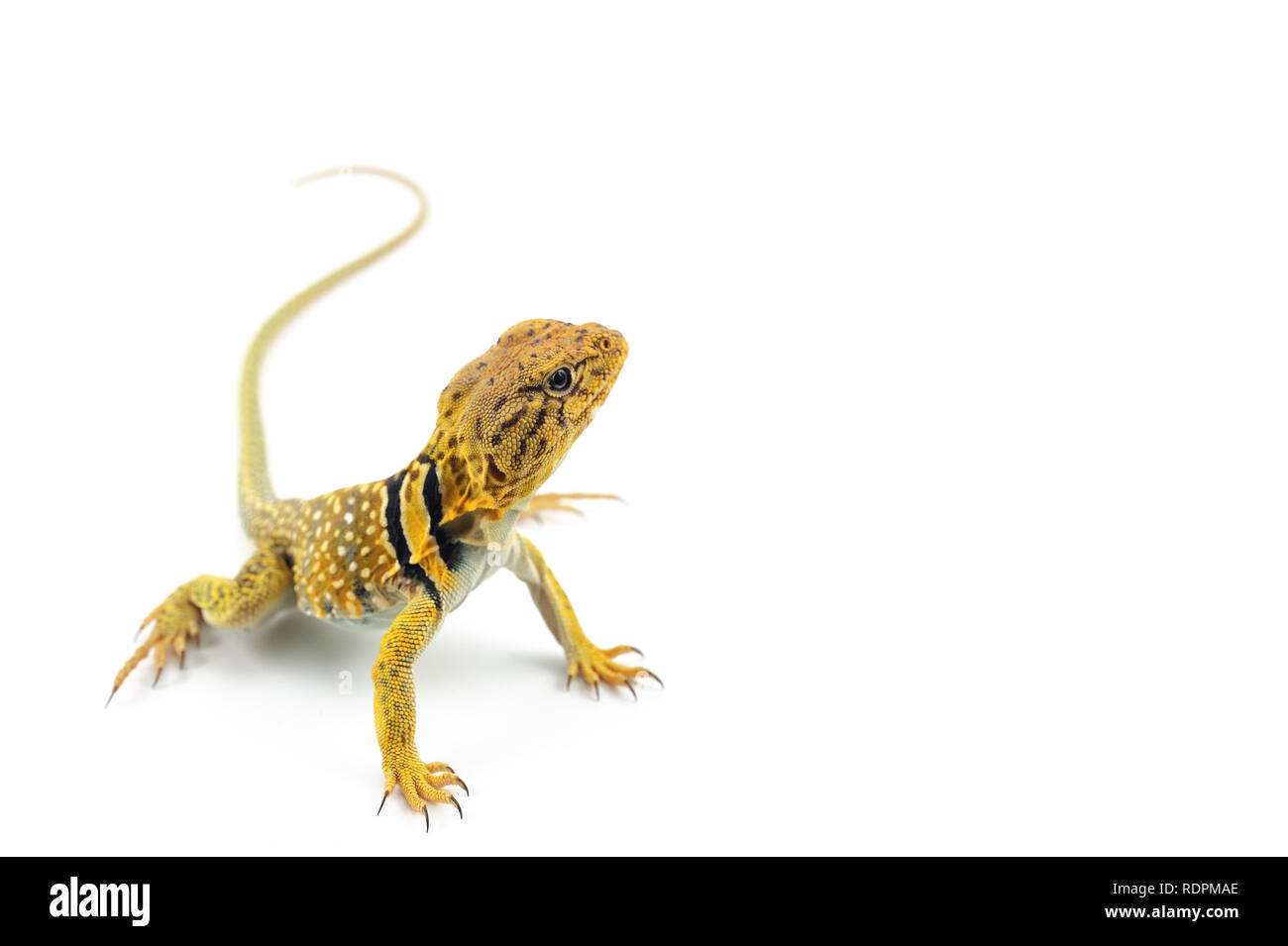 The common collared lizard isolated on white background Stock Photo - Alamy