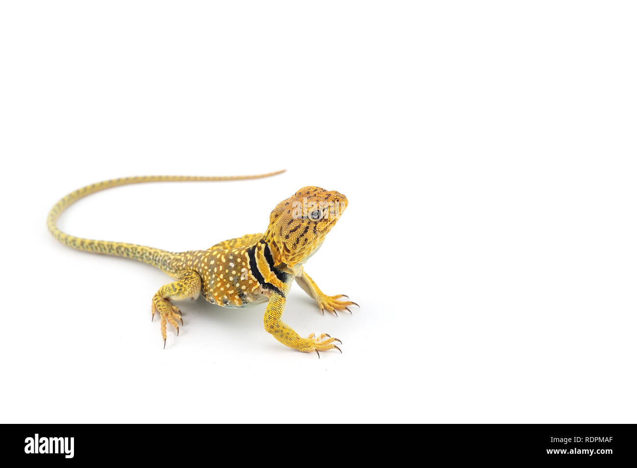 The common collared lizard isolated on white background Stock Photo - Alamy
