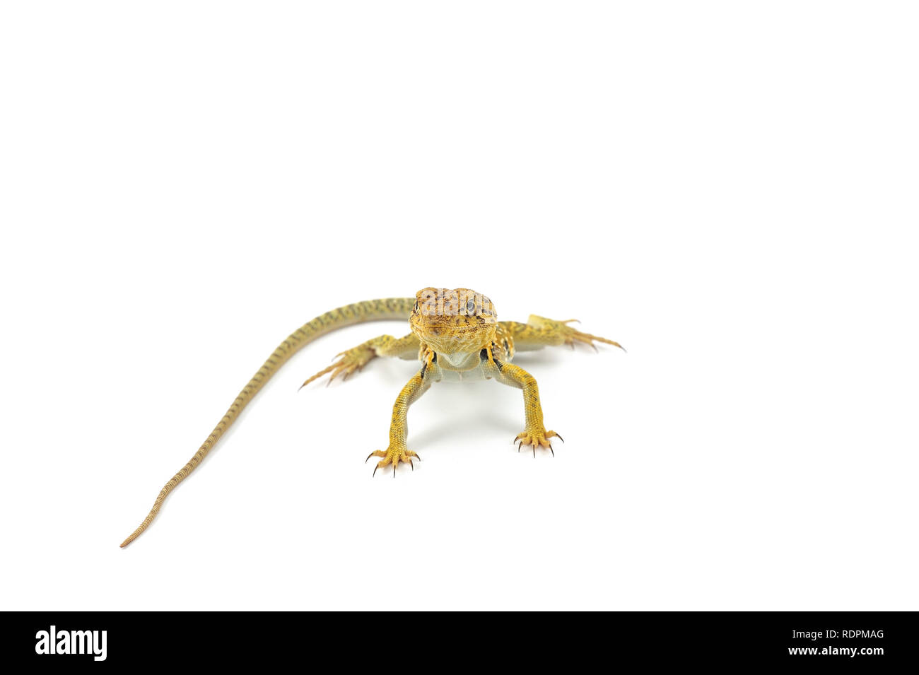 The common collared lizard isolated on white background Stock Photo - Alamy
