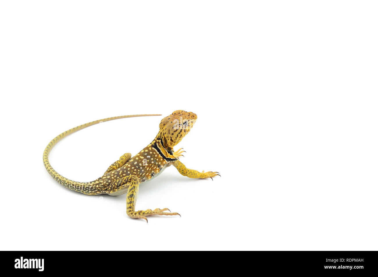 The common collared lizard isolated on white background Stock Photo - Alamy