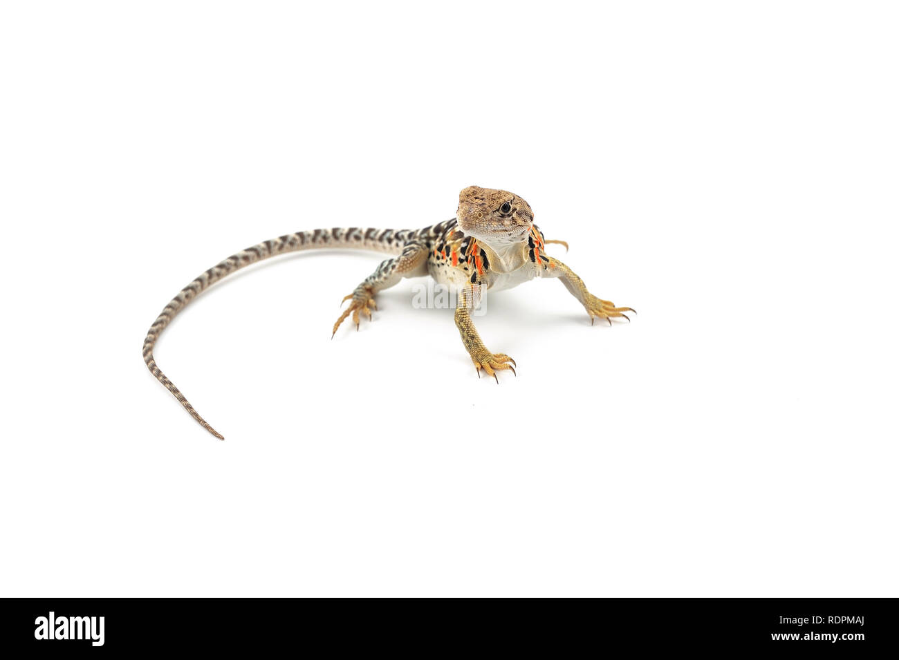 The common collared lizard isolated on white background Stock Photo - Alamy