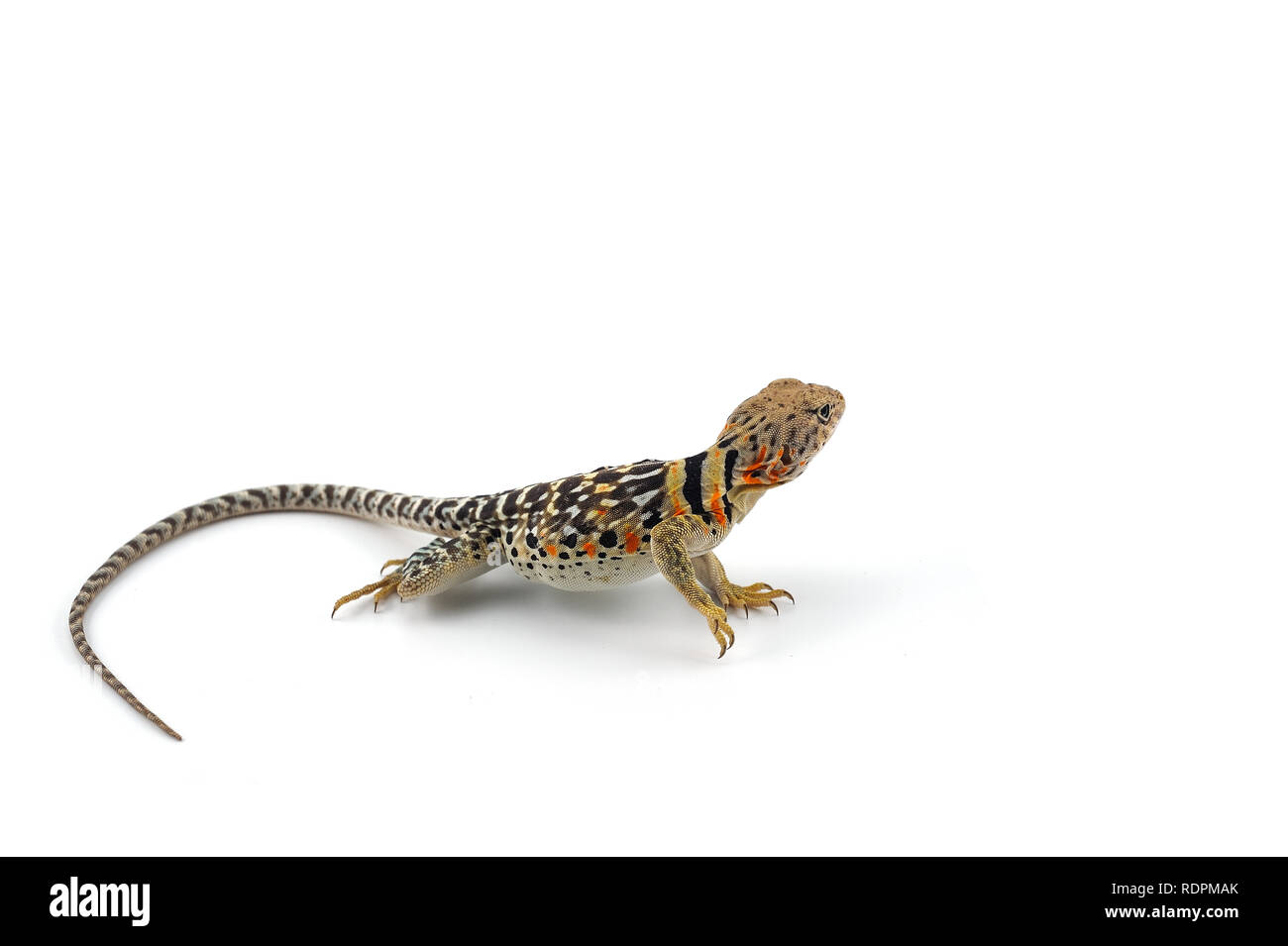 The common collared lizard isolated on white background Stock Photo - Alamy