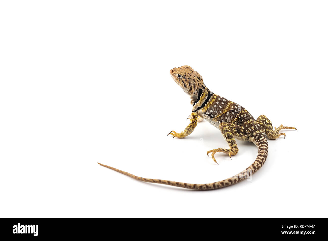 The common collared lizard isolated on white background Stock Photo - Alamy