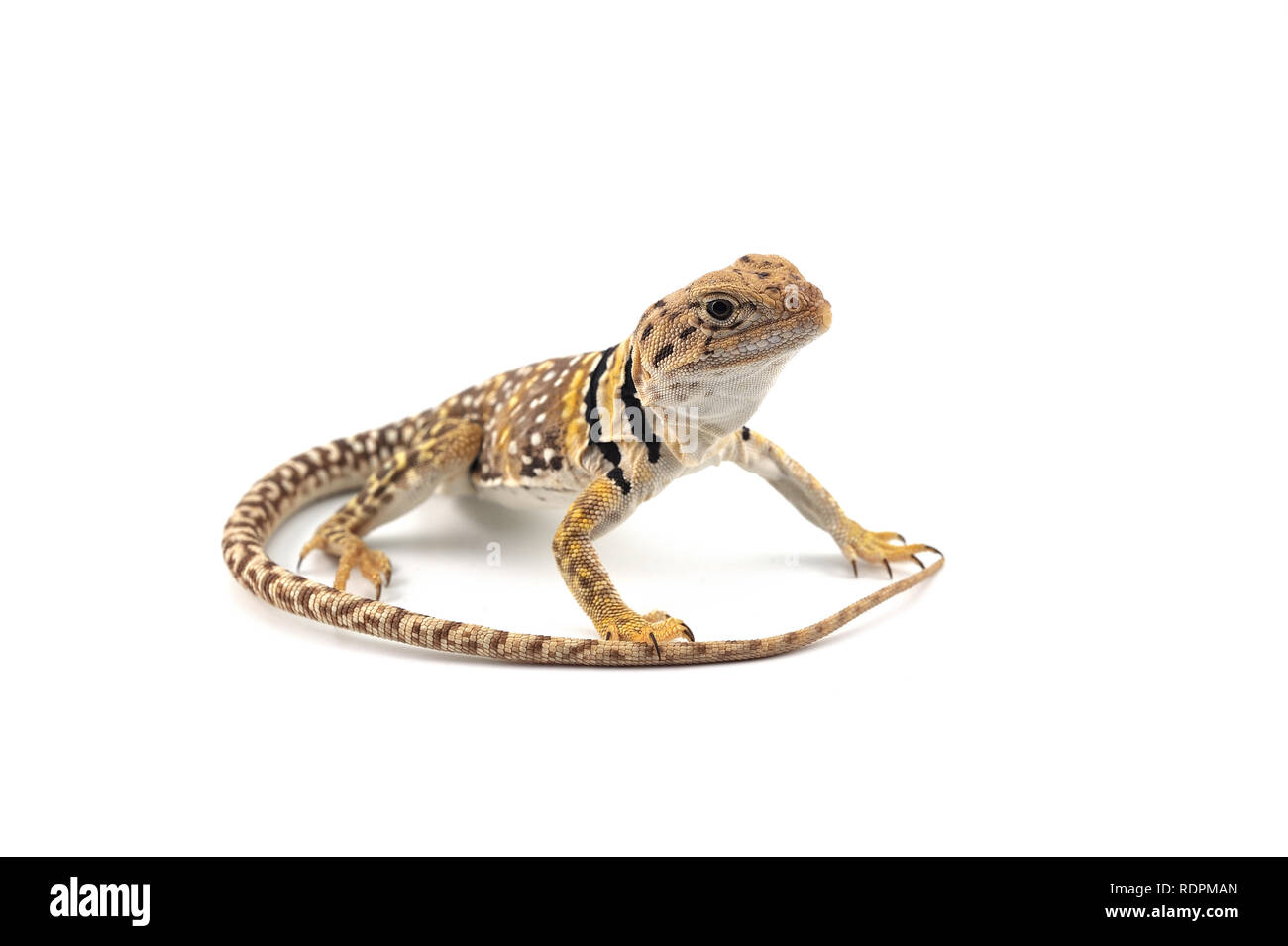 The common collared lizard isolated on white background Stock Photo - Alamy