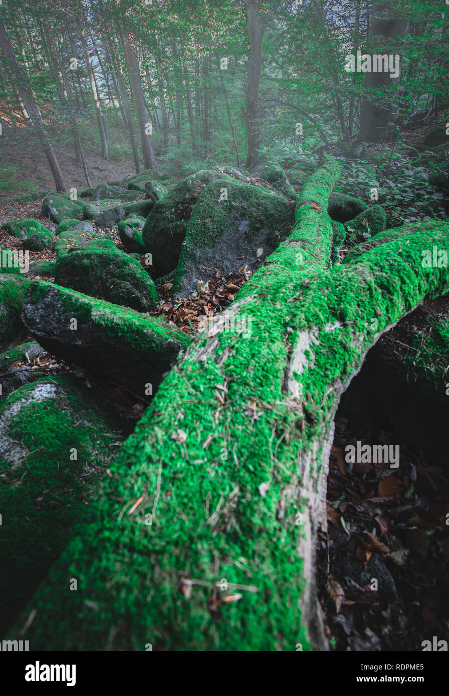 Root in the rock hi-res stock photography and images - Alamy