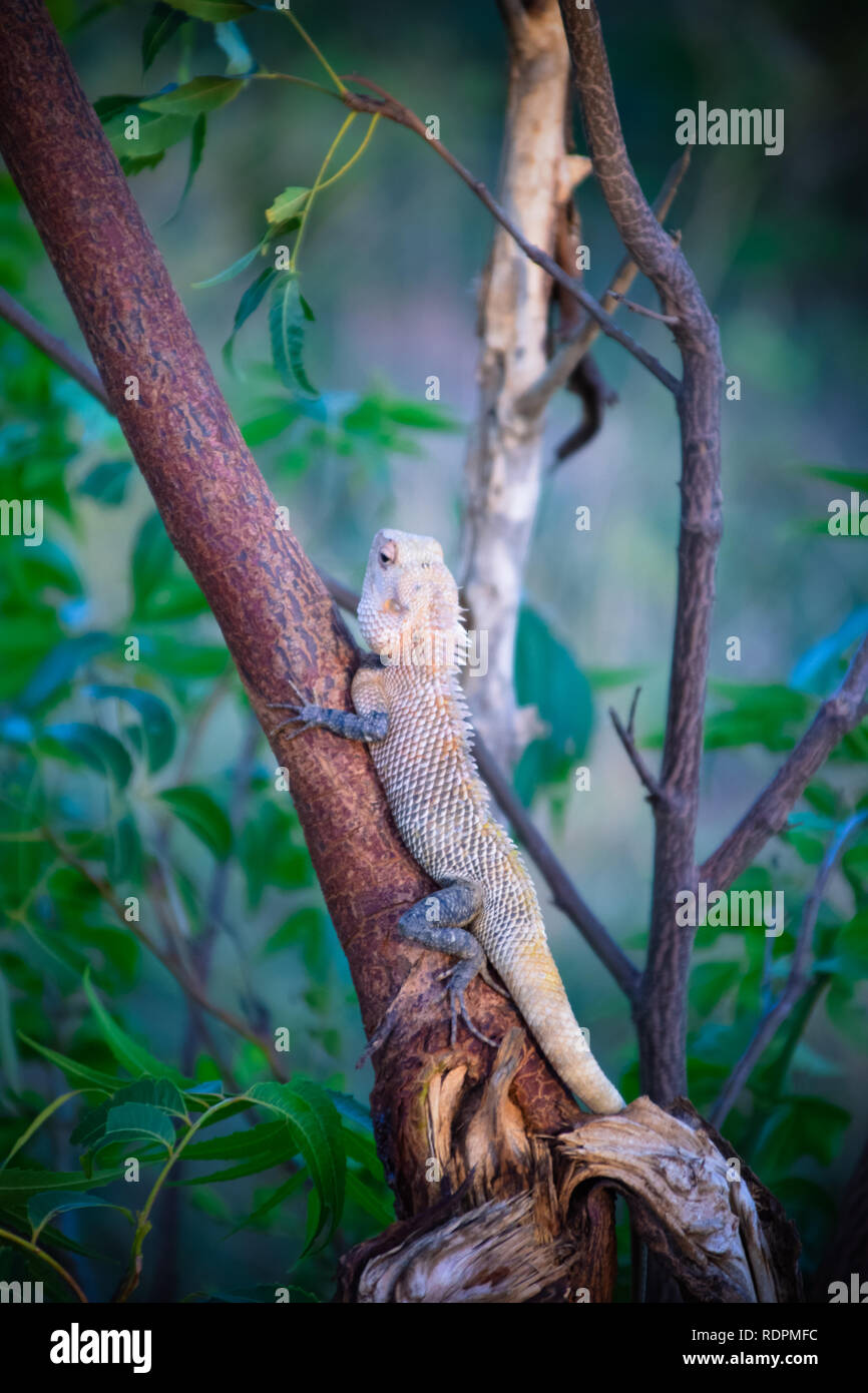 Lizard on the tree Stock Photo - Alamy