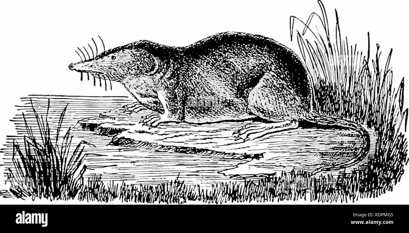 . Principles of economic zoo?logy. Zoology, Economic. MAMMALIA 367 The ...