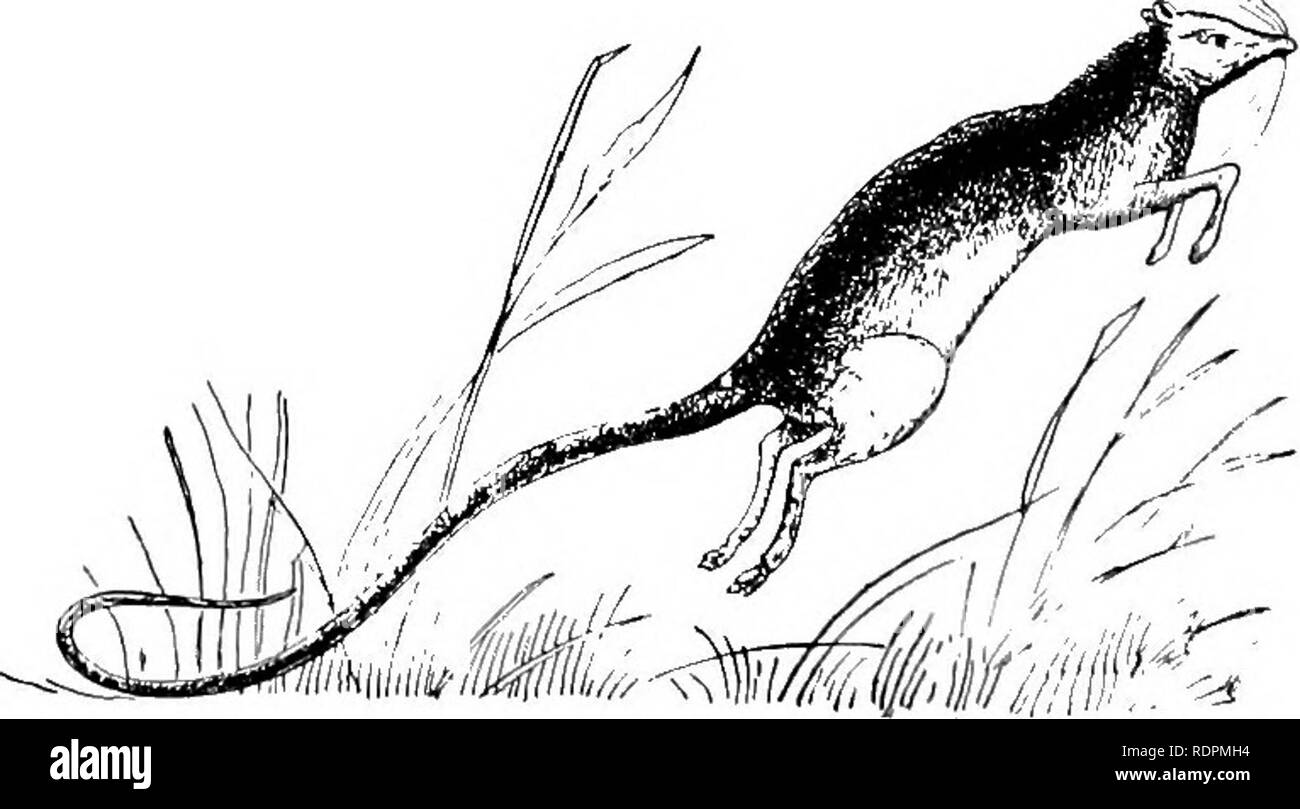 . Principles of economic zoo?logy. Zoology, Economic. Fig. 286 ...