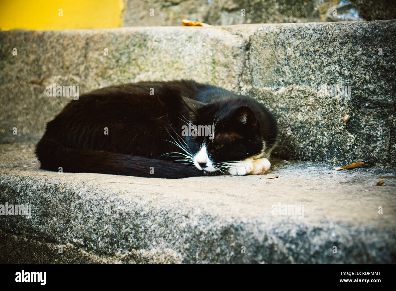 Cat on the steps Stock Photo - Alamy