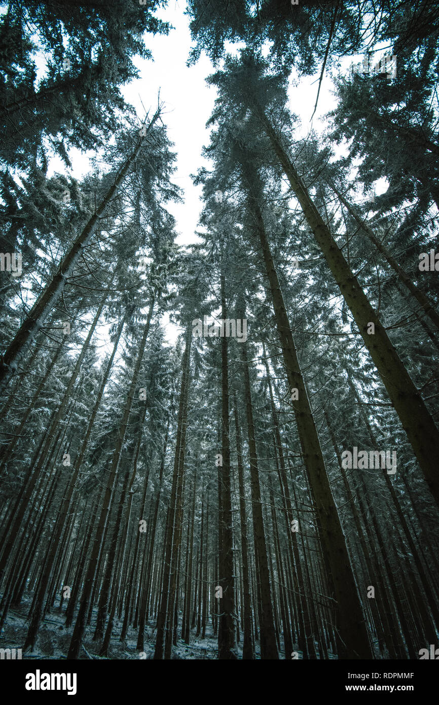 High trees in the forest while snow Stock Photo - Alamy