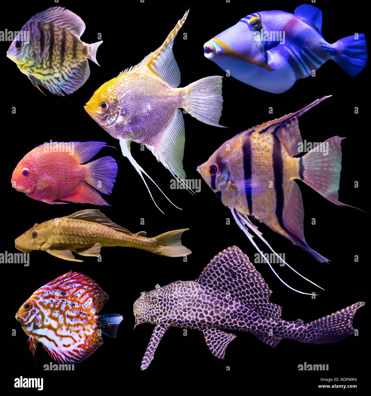 Eight aquarium fish. Isolated photo on black background. Website about ...