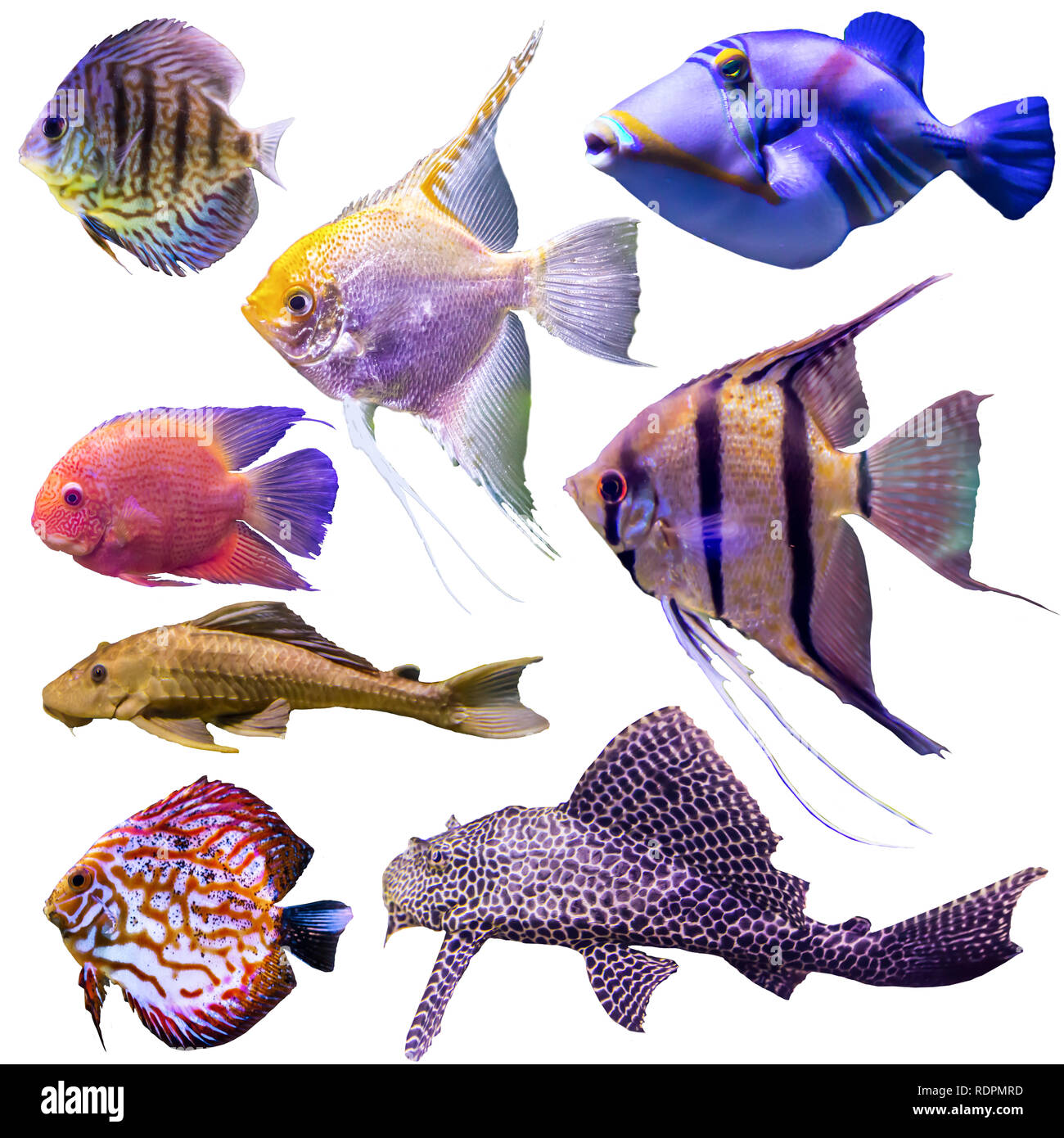 Eight aquarium fish. Isolated photo on white background. Website about ...