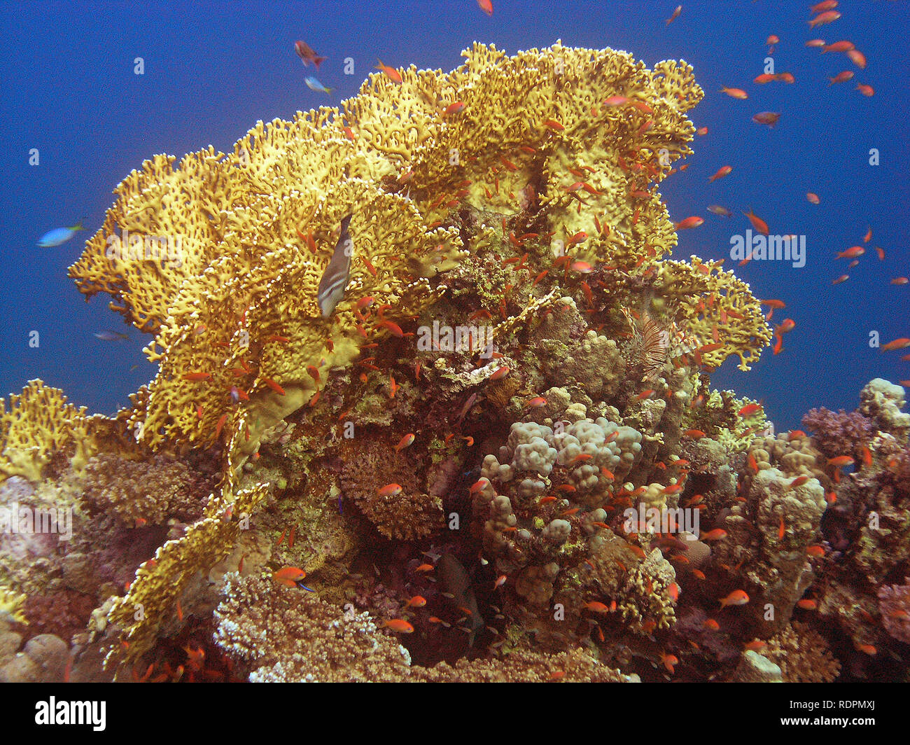 Fire Coral Stock Photos & Fire Coral Stock Images - Alamy