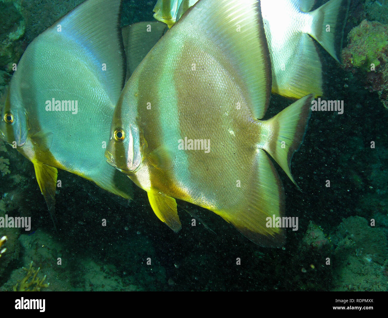 School of bat fish hi-res stock photography and images - Alamy