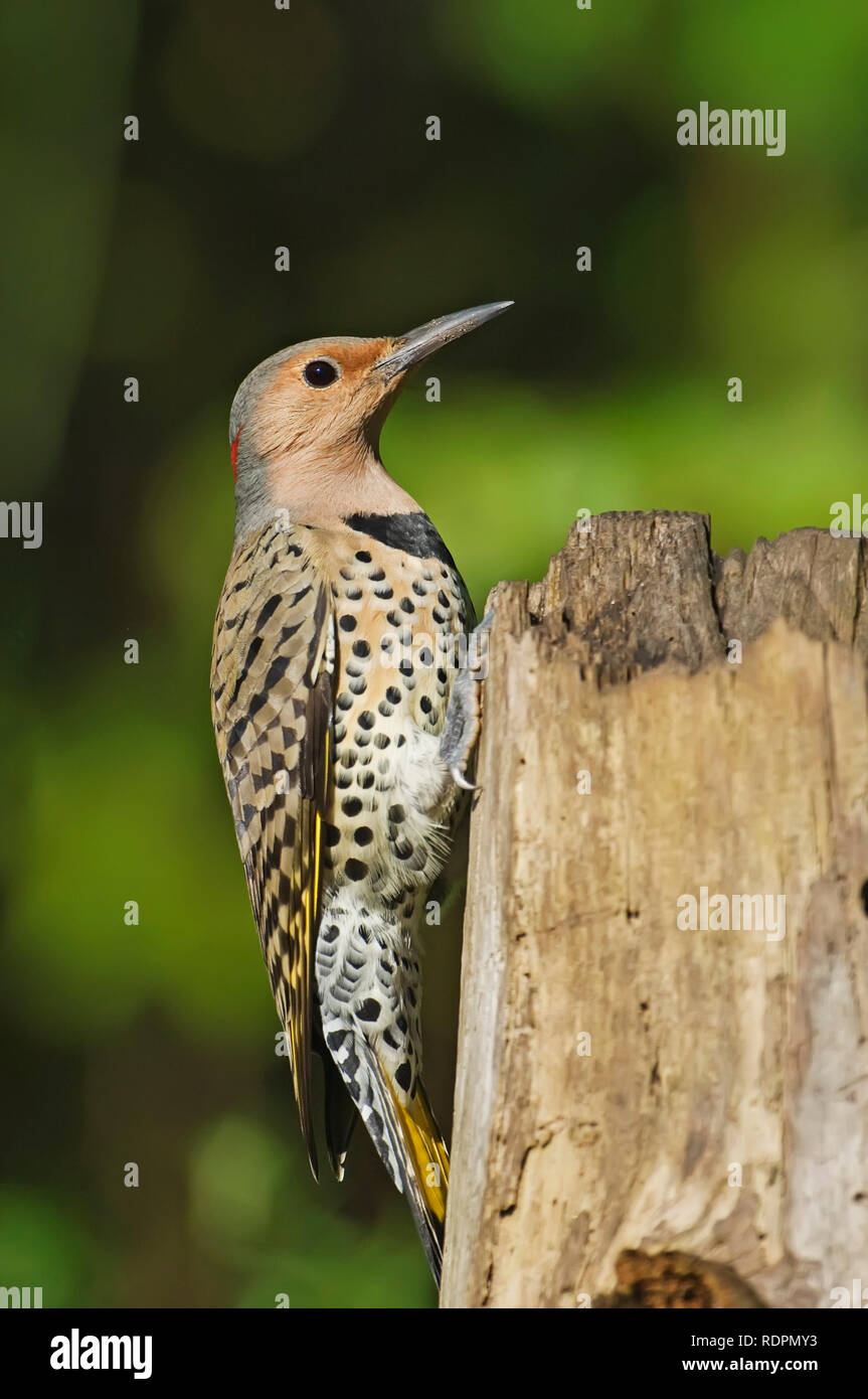 Northern yellow shafted flickers hi-res stock photography and images ...