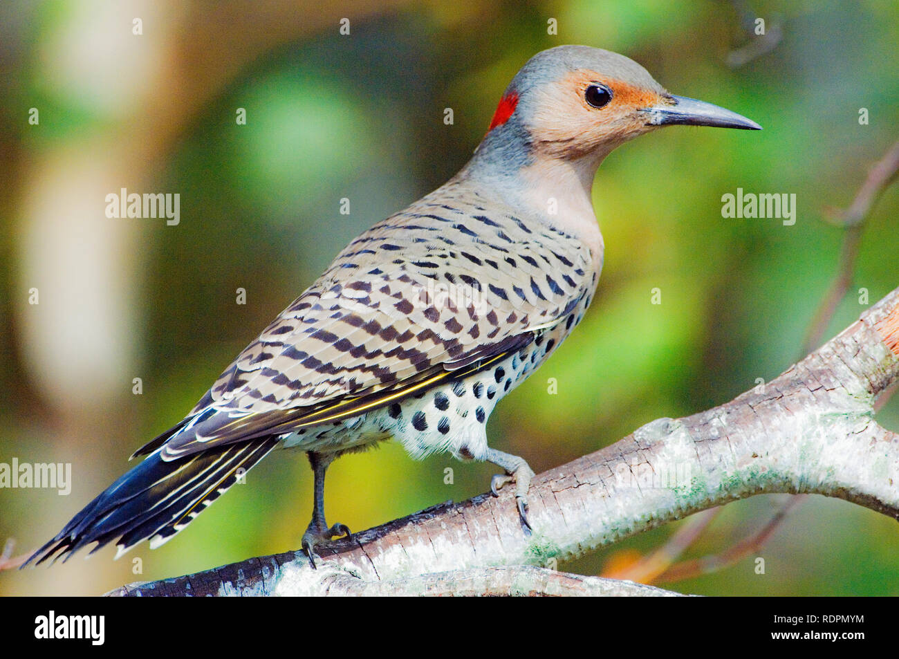 Northern yellow shafted flickers hi-res stock photography and images ...