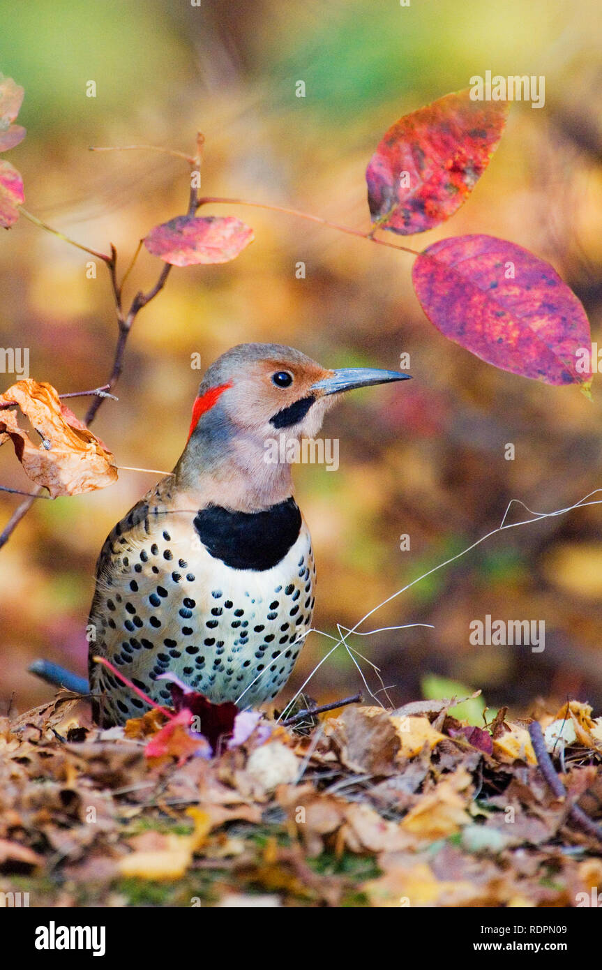 Northern flicker among autumn foliage Stock Photo - Alamy