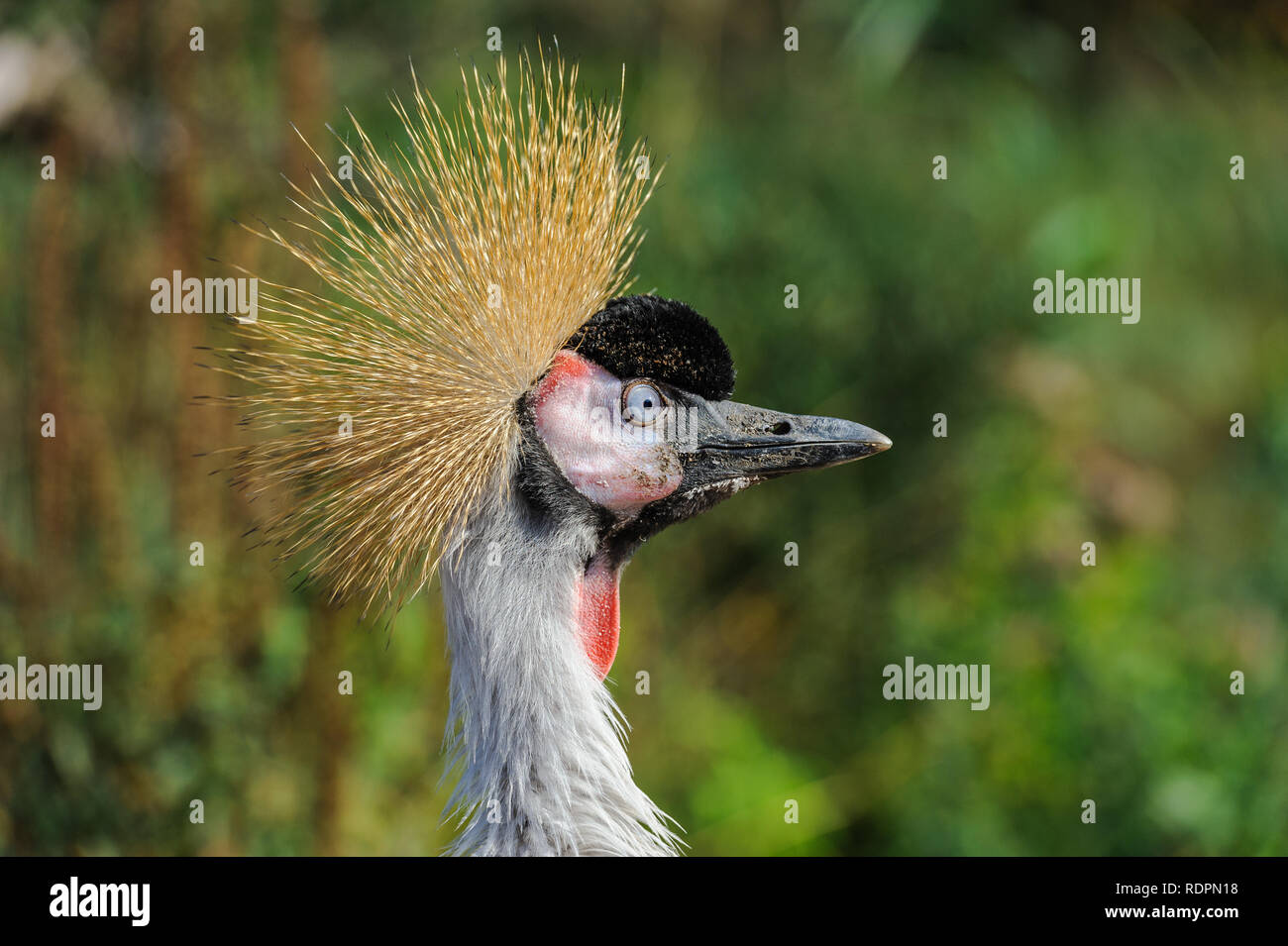 Grey neck crowned crane hi-res stock photography and images - Alamy