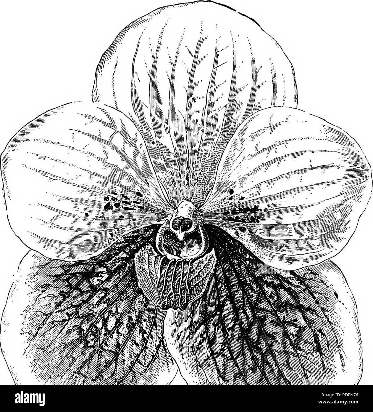 Orchid vanda blossoms Black and White Stock Photos & Images - Alamy
