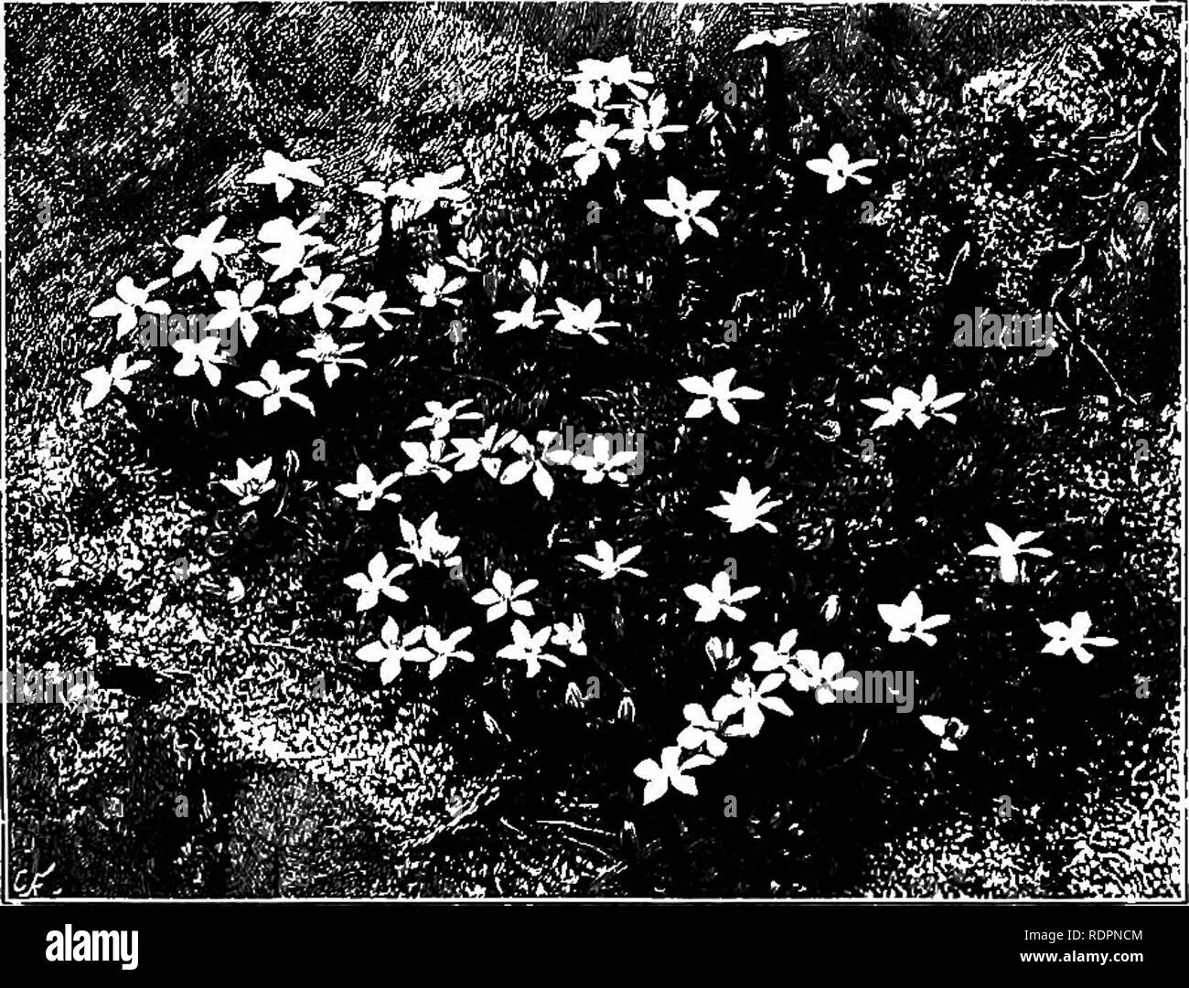 Alpine grown in gravel Black and White Stock Photos & Images - Alamy